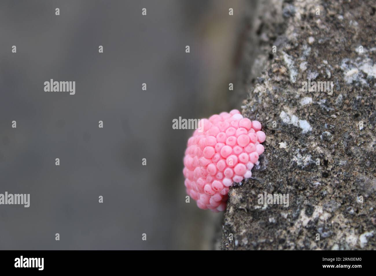 Ciclo di vita della lumaca immagini e fotografie stock ad alta ...