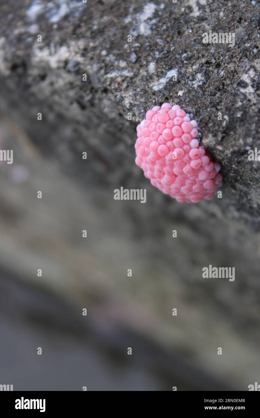 Ciclo di vita della lumaca immagini e fotografie stock ad alta ...