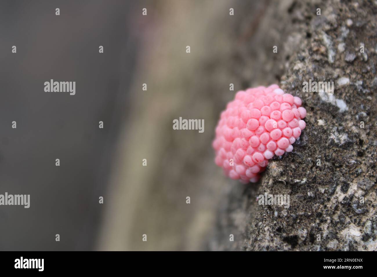 Ciclo di vita della lumaca immagini e fotografie stock ad alta ...