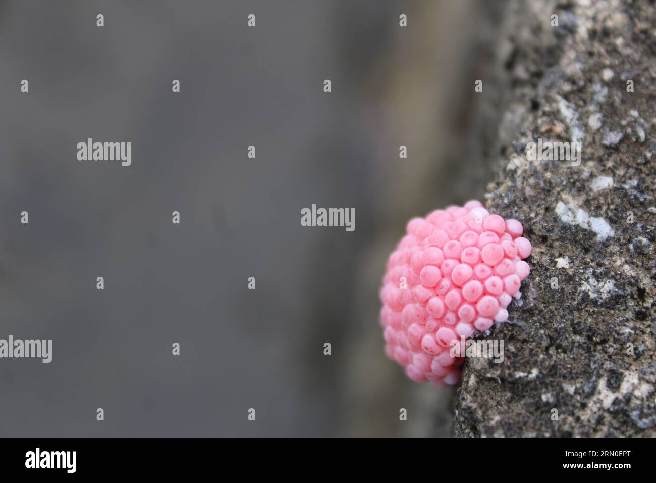 Uovo di lumaca immagini e fotografie stock ad alta risoluzione - Alamy