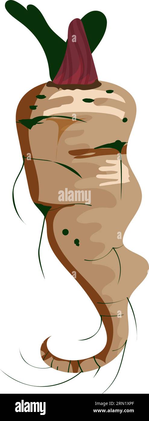 Radice napiforme immagini e fotografie stock ad alta risoluzione - Alamy