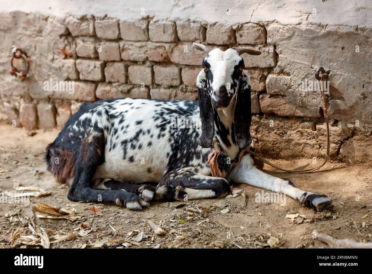 Villaggio del punjab pakistan immagini e fotografie stock ad alta ...