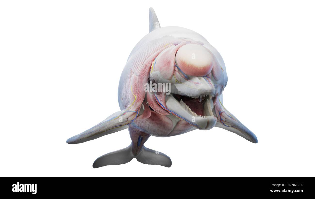 Anatomia della testa del delfino immagini e fotografie stock ad alta ...