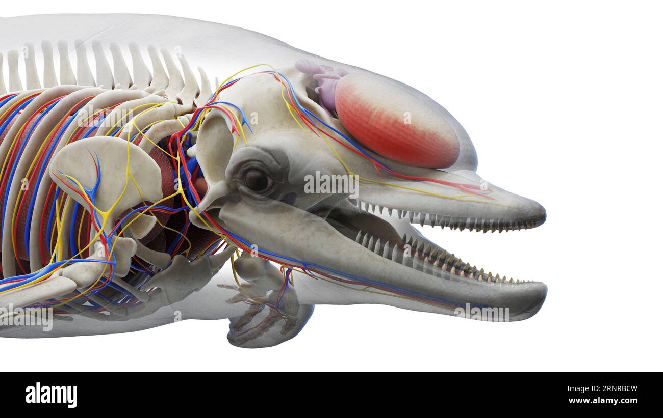Anatomia della testa del delfino immagini e fotografie stock ad alta ...