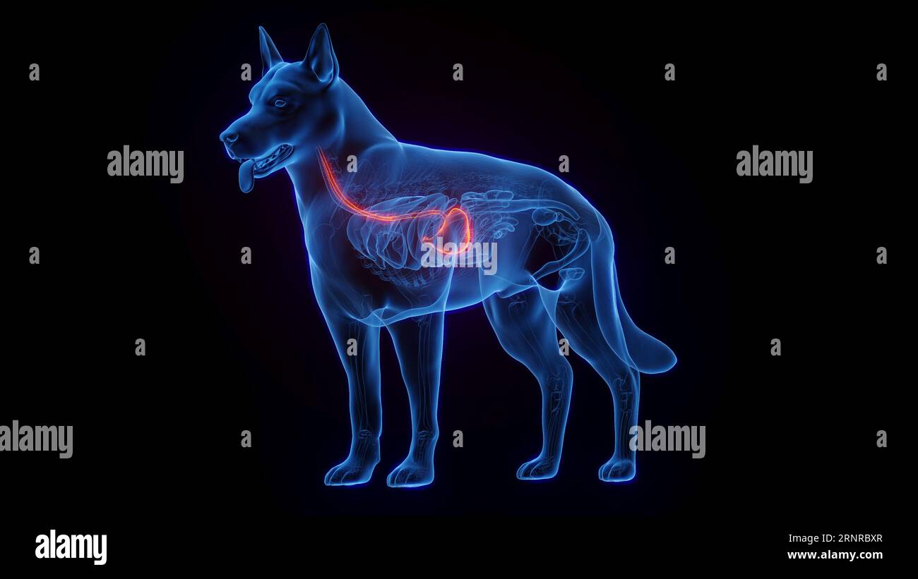 Esofago del cane immagini e fotografie stock ad alta risoluzione - Alamy