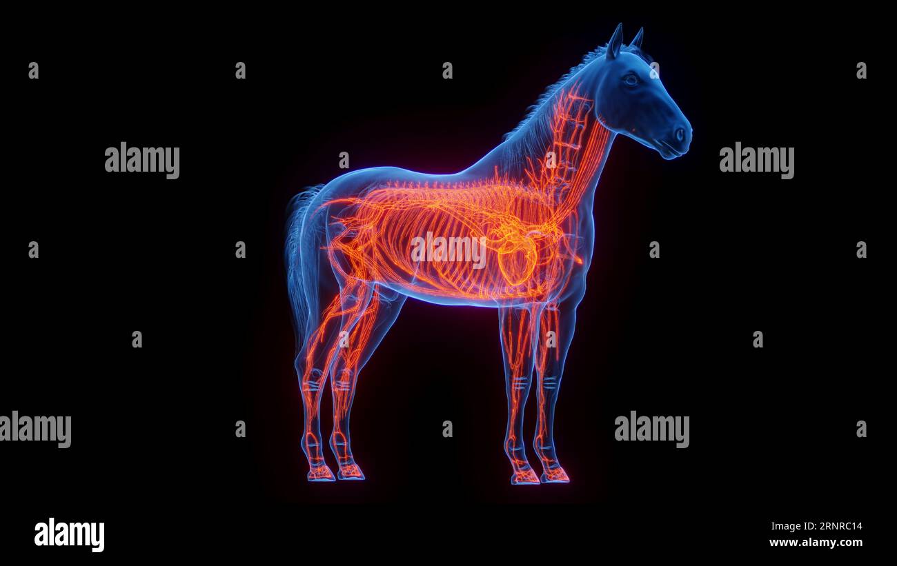 Anatomia cavallo circolatorio immagini e fotografie stock ad alta ...