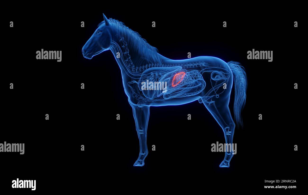 Cavallo milza anatomia immagini e fotografie stock ad alta risoluzione ...