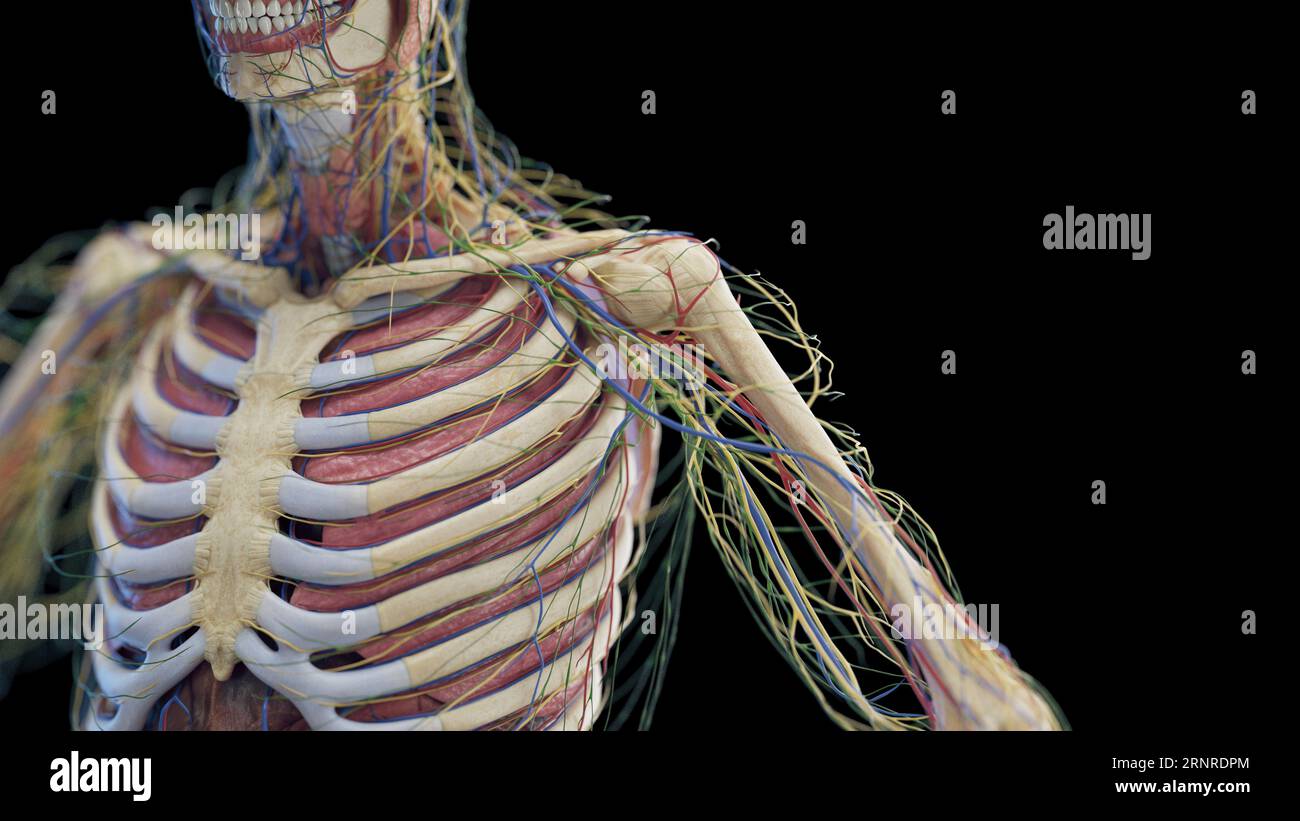 Organi del torace immagini e fotografie stock ad alta risoluzione - Alamy