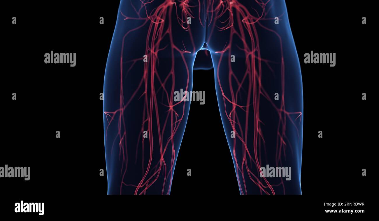 Posterior tibial artery immagini e fotografie stock ad alta risoluzione ...