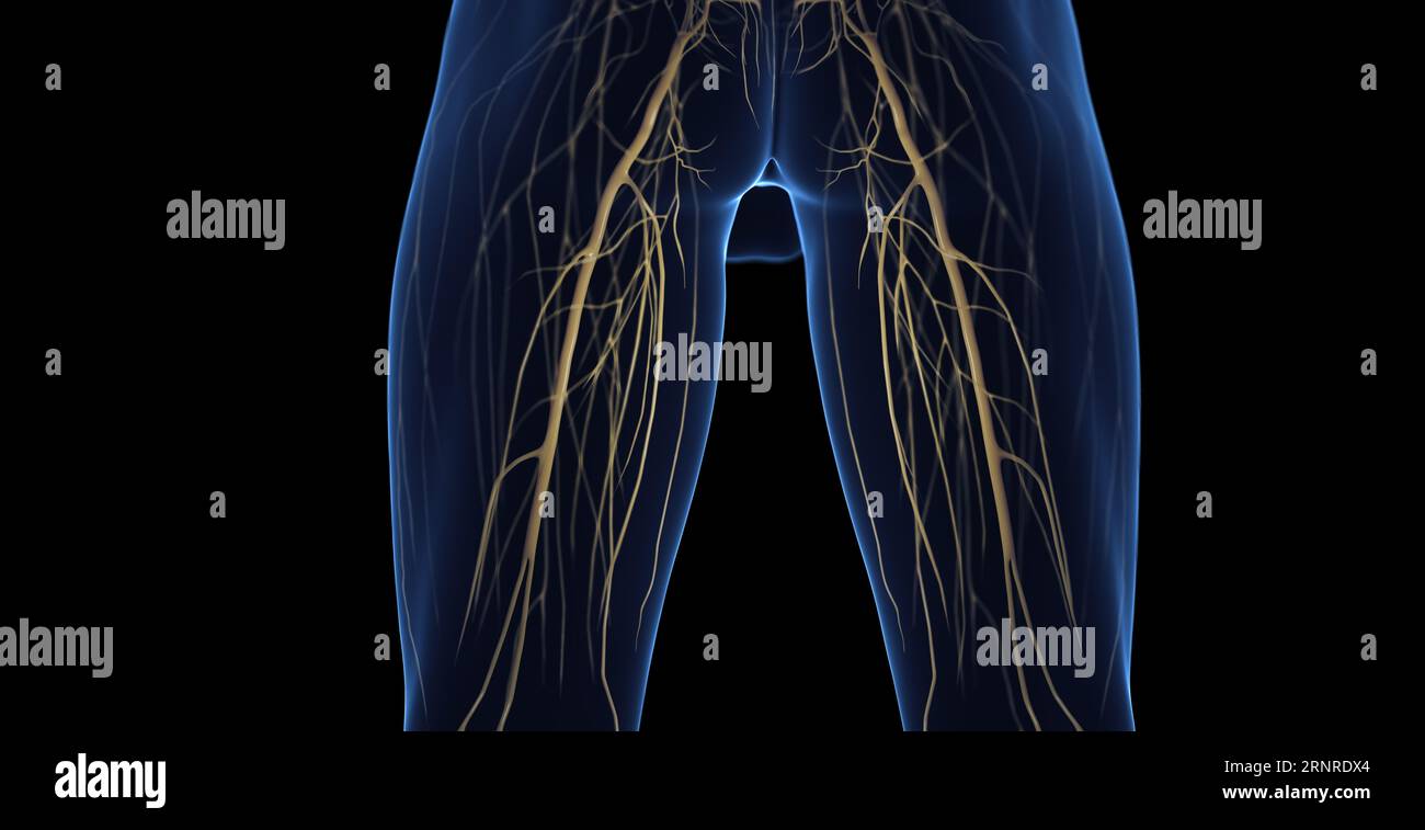 Nervio femoral immagini e fotografie stock ad alta risoluzione - Pagina ...