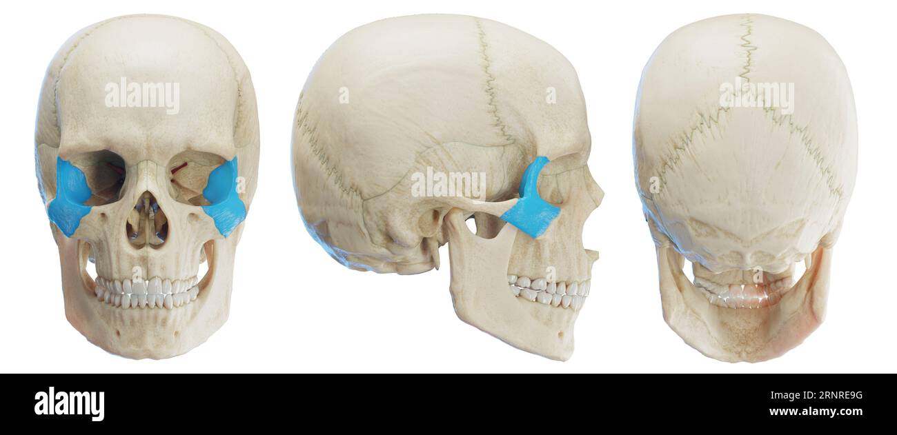 Osso zigomatico immagini e fotografie stock ad alta risoluzione - Alamy