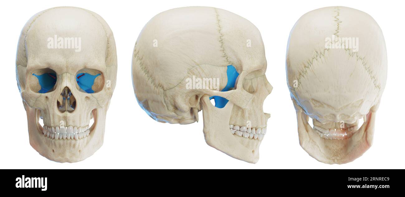 Osso sfenoideo immagini e fotografie stock ad alta risoluzione - Alamy