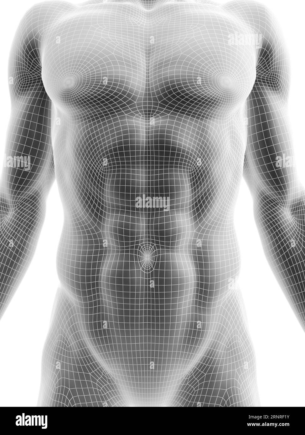 Illustrazione di anatomia dei muscoli addominali maschili Foto e ...