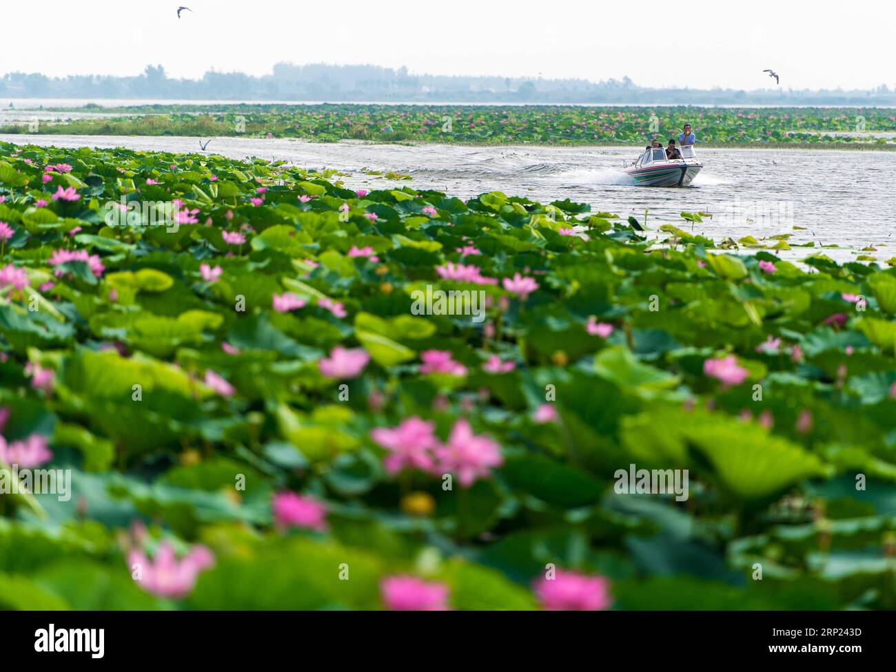 (180816) -- HONGHU, 16 agosto 2018 (Xinhua) -- foto scattata il 15 ...
