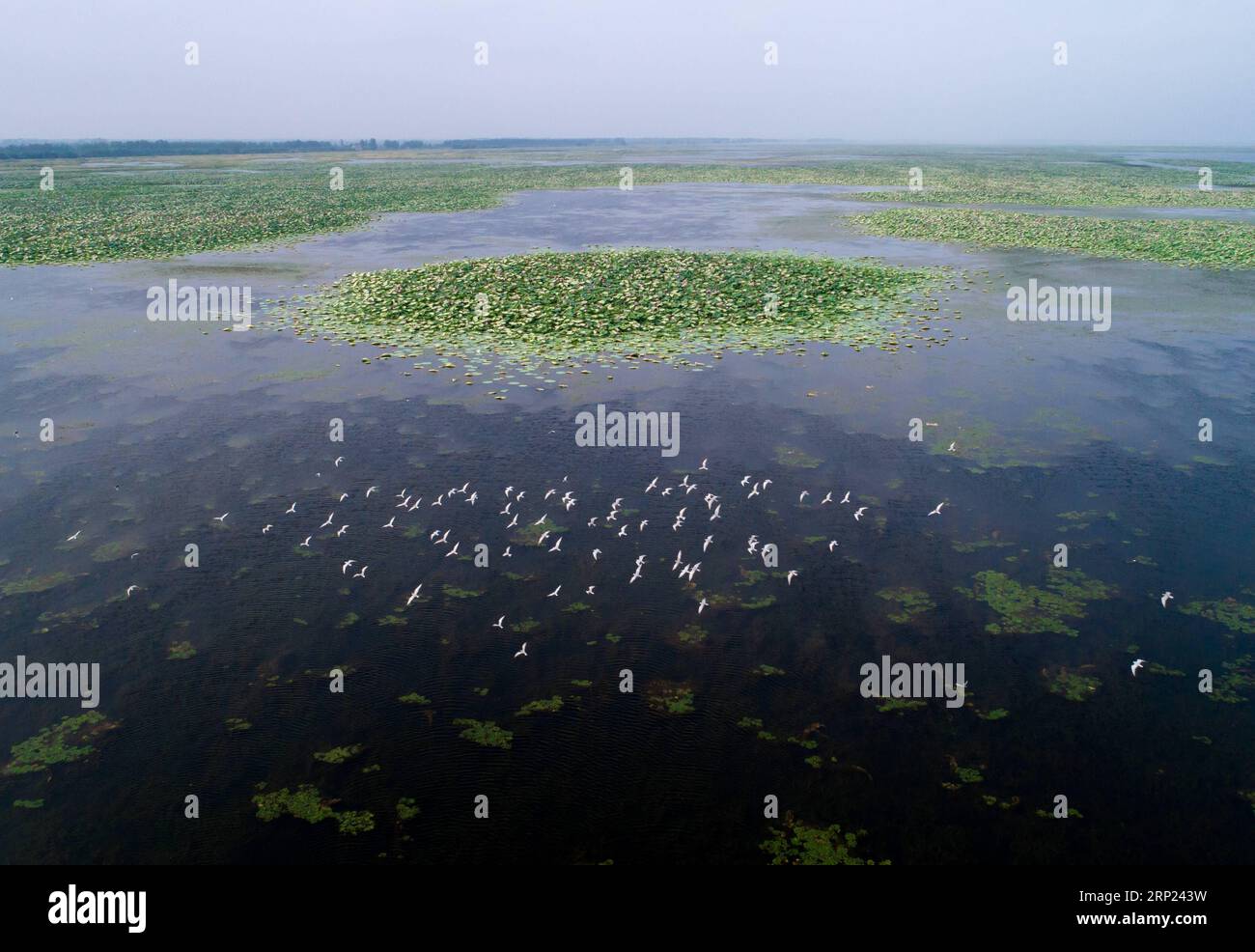 (180816) -- HONGHU, 16 agosto 2018 (Xinhua) -- foto scattata il 15 ...