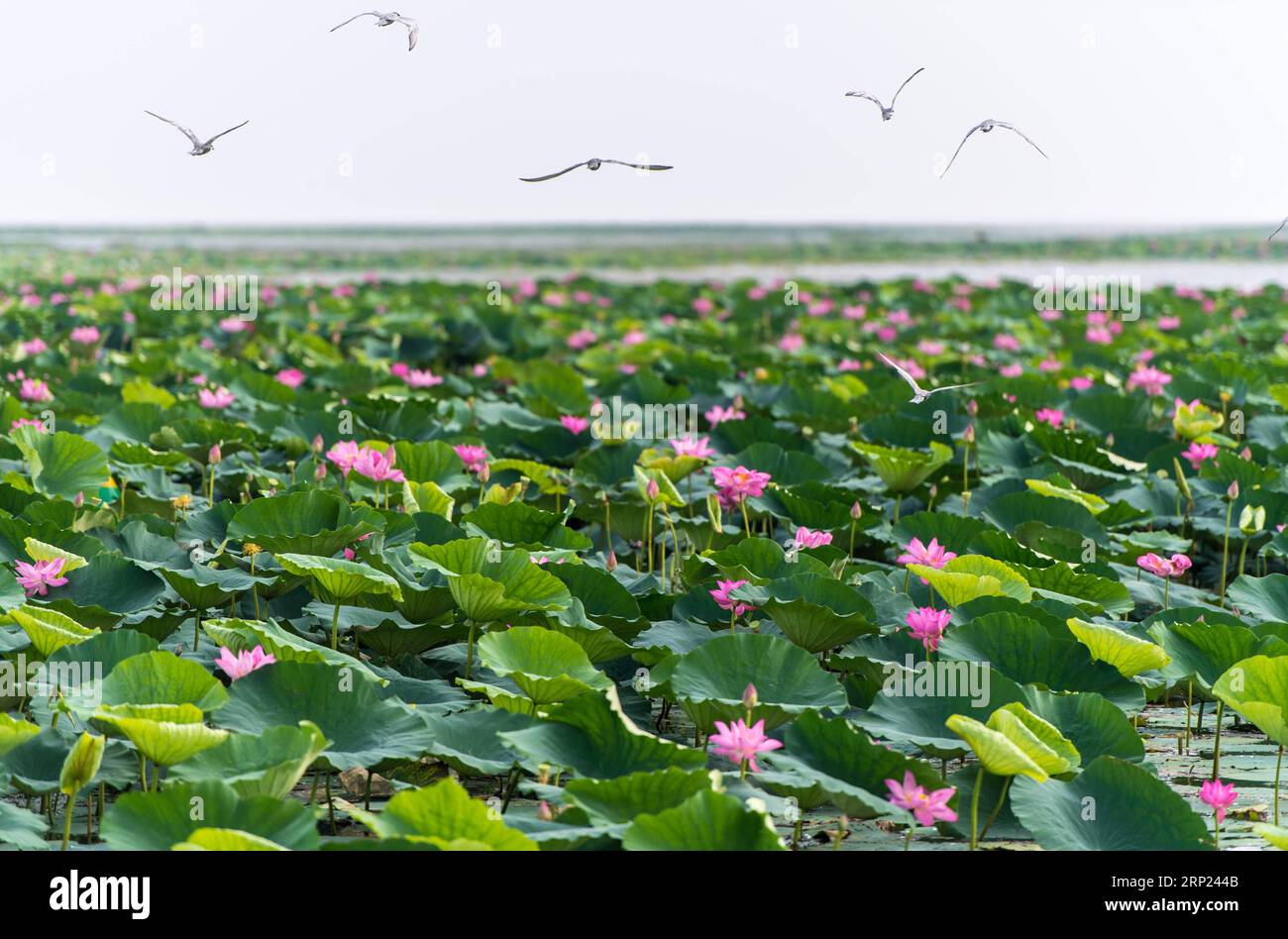 (180816) -- HONGHU, 16 agosto 2018 (Xinhua) -- foto scattata il 15 ...