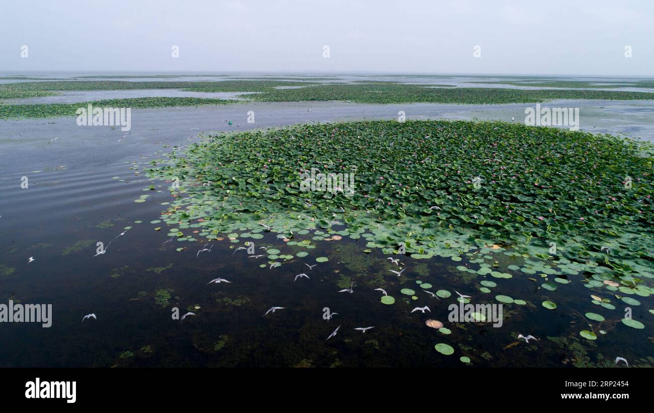 (180816) -- HONGHU, 16 agosto 2018 (Xinhua) -- foto scattata il 15 ...
