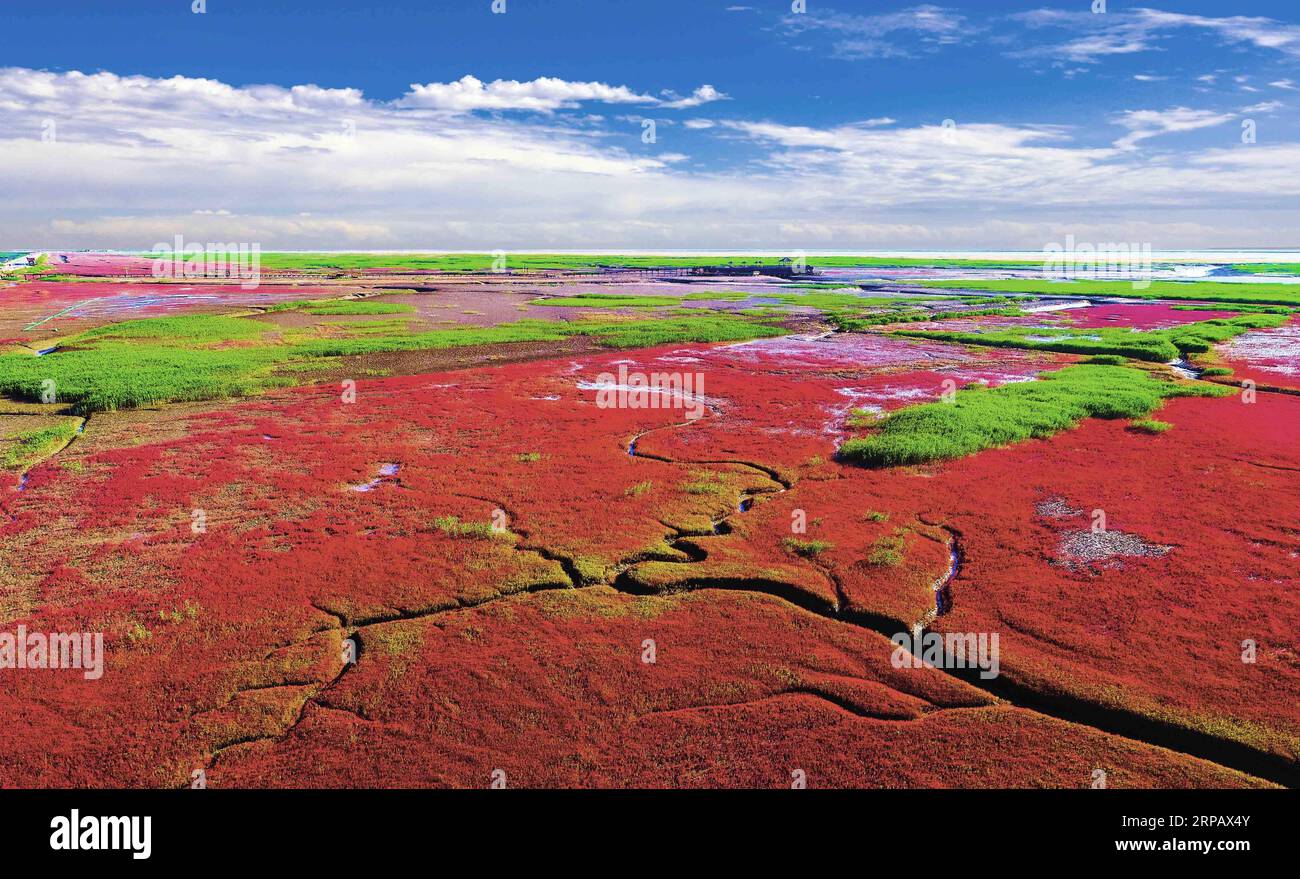 Red beach, panjin, china immagini e fotografie stock ad alta ...