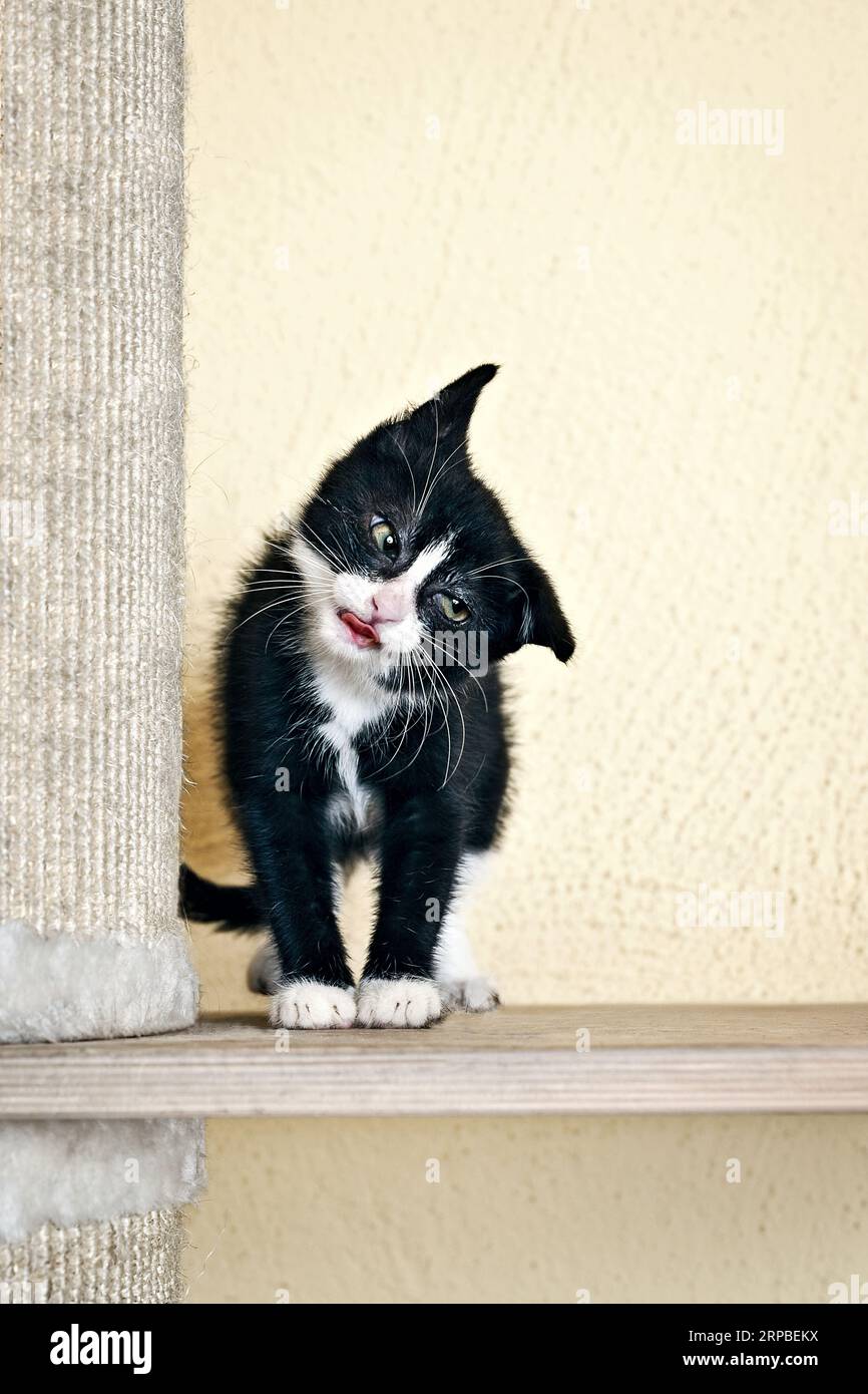 Gatto da smoking che fa una faccia buffa immagini e fotografie stock ad ...