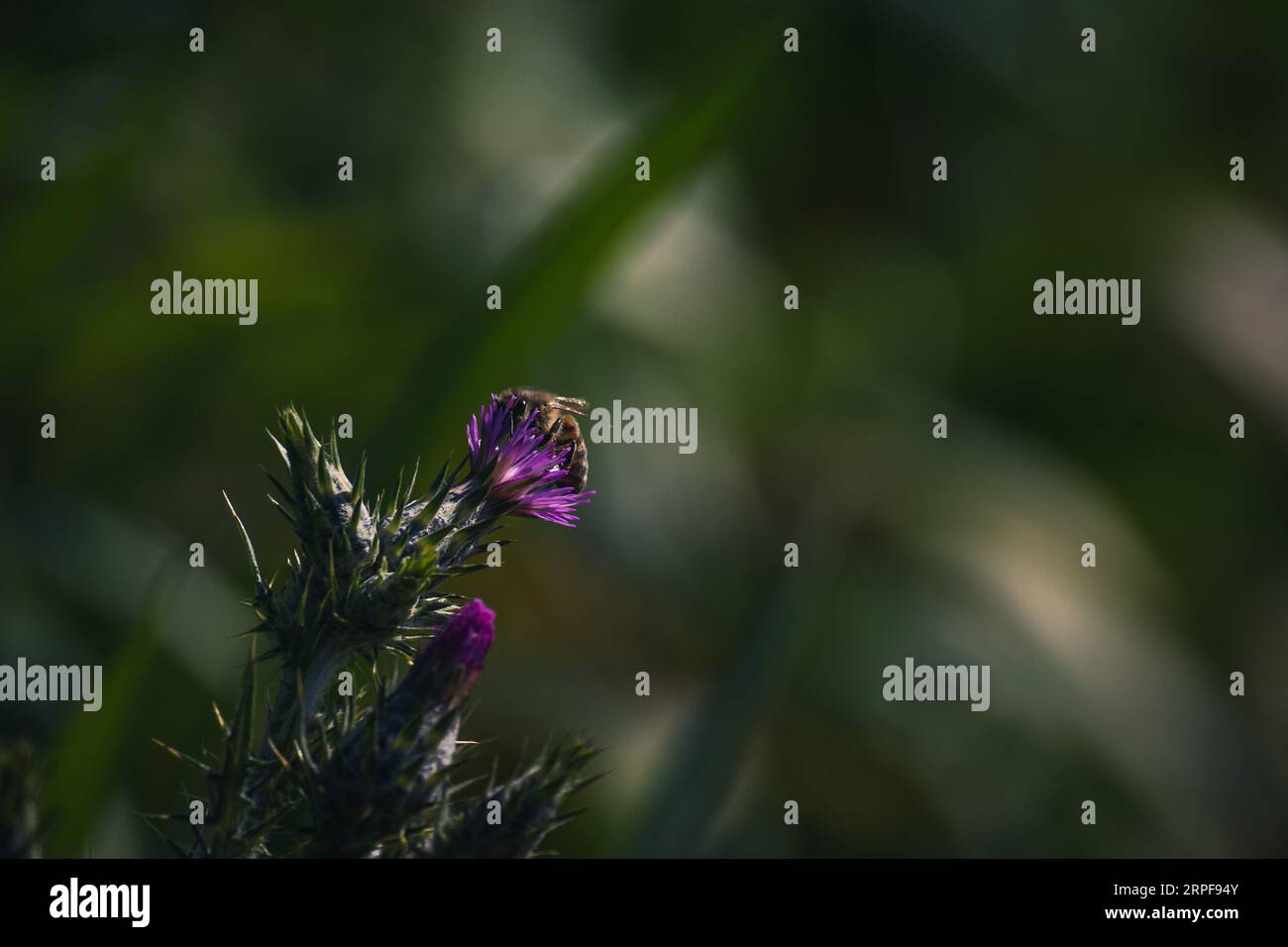 Ape in giardino immagini e fotografie stock ad alta risoluzione - Alamy