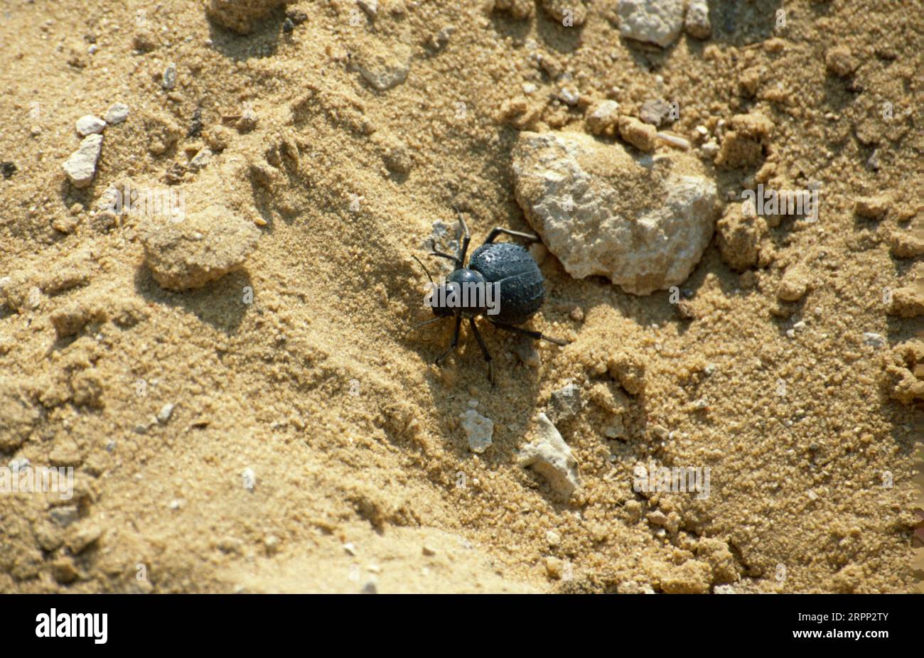 Egyptian scarab scarabaeus immagini e fotografie stock ad alta ...