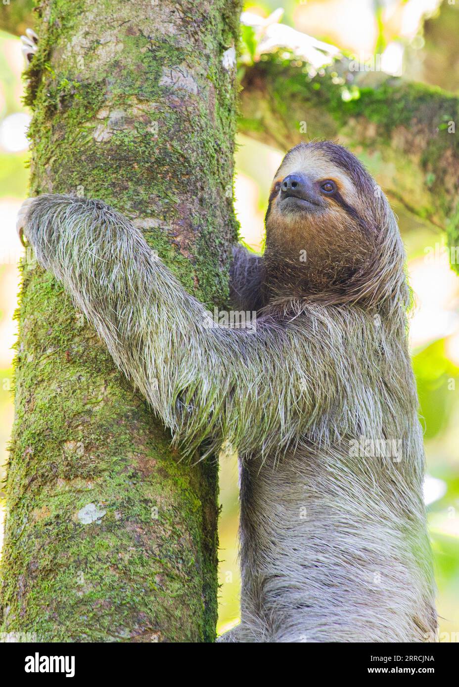 Scopri l'adorabile bradipo a tre dita dalla gola marrone dalle lussureggianti foreste pluviali ...