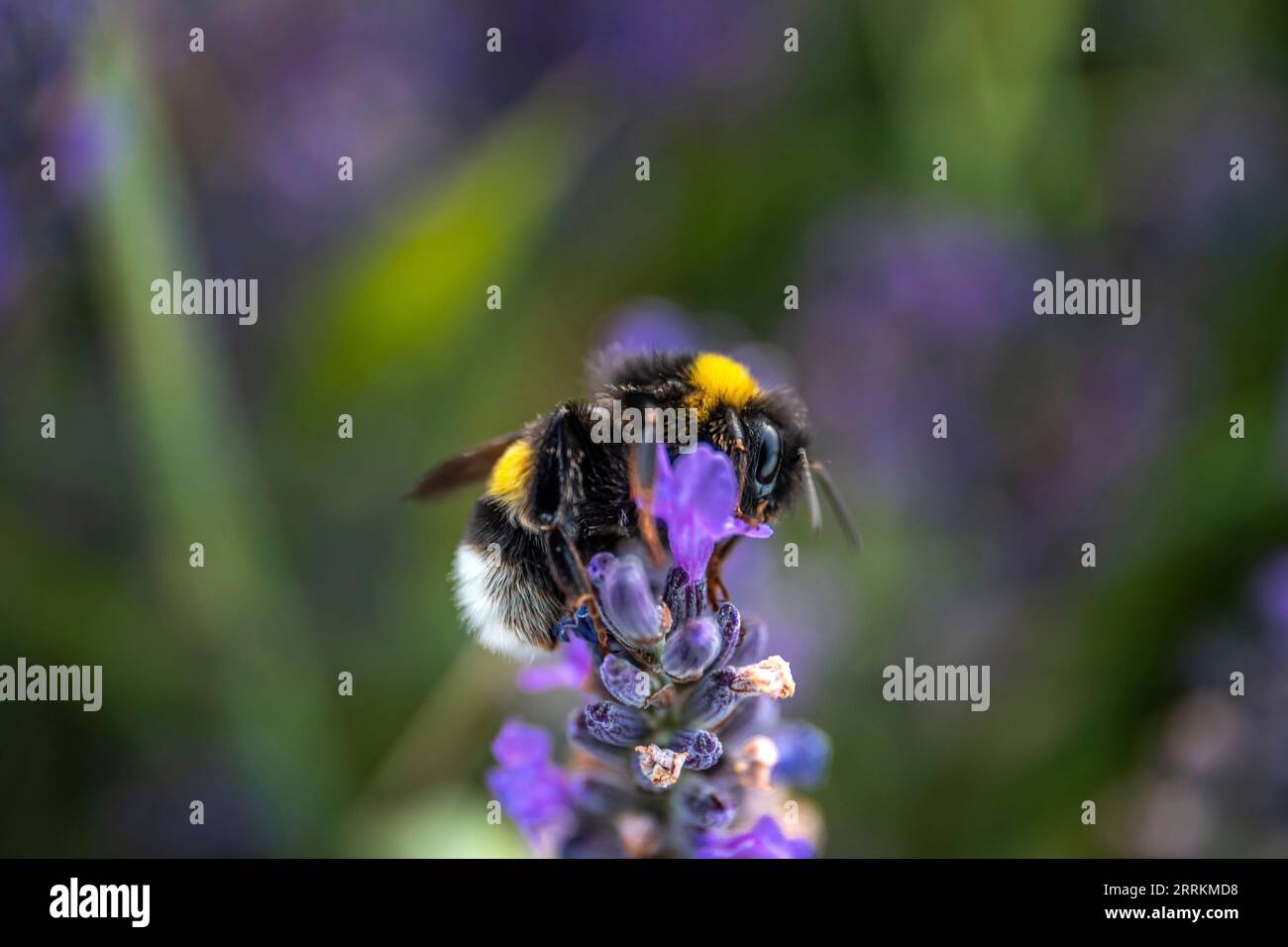 Ape nel centro del fiore immagini e fotografie stock ad alta ...