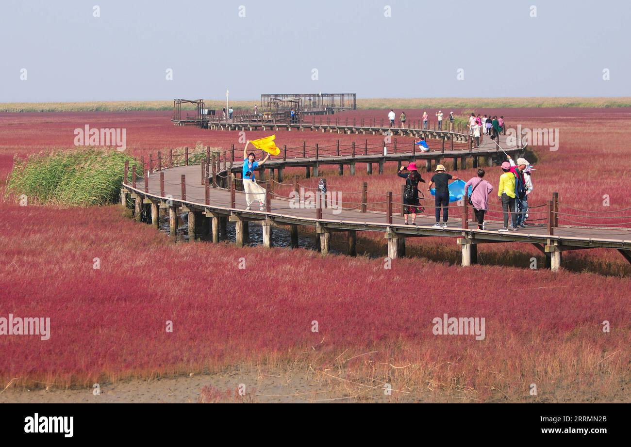 Red beach, panjin, china immagini e fotografie stock ad alta ...