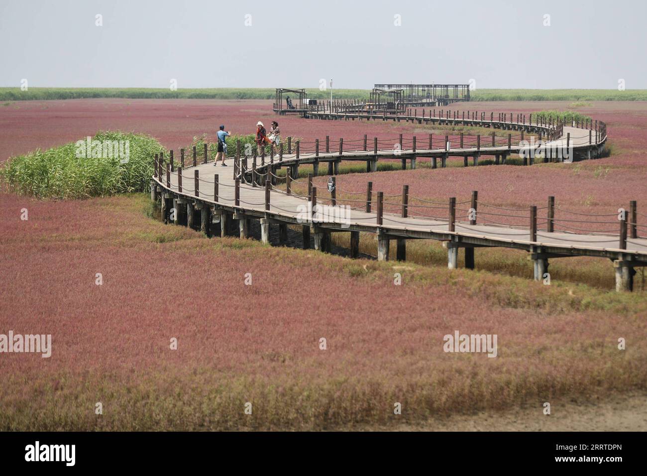 Red beach, panjin, china immagini e fotografie stock ad alta ...