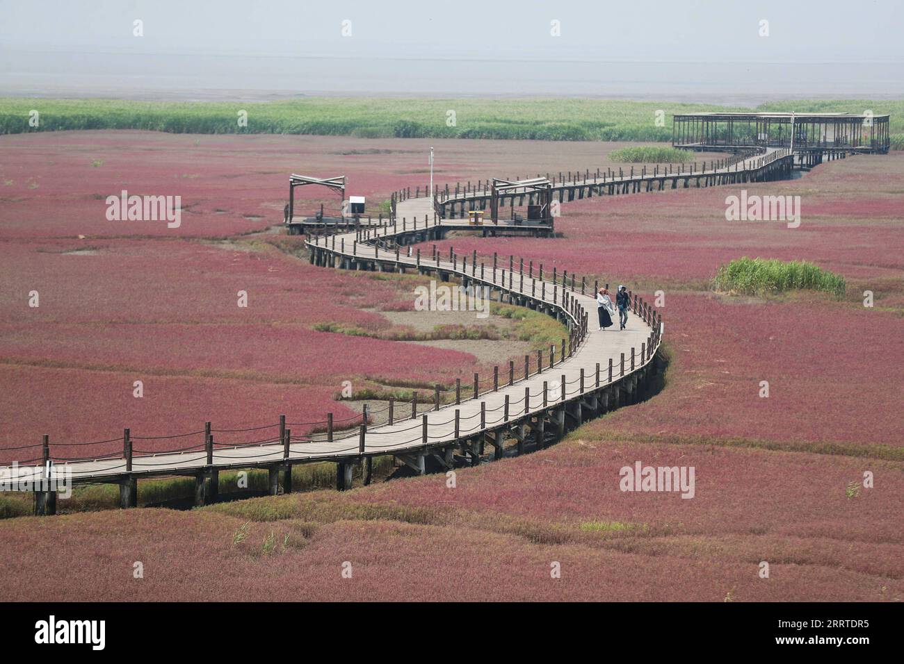 Red beach, panjin, china immagini e fotografie stock ad alta ...