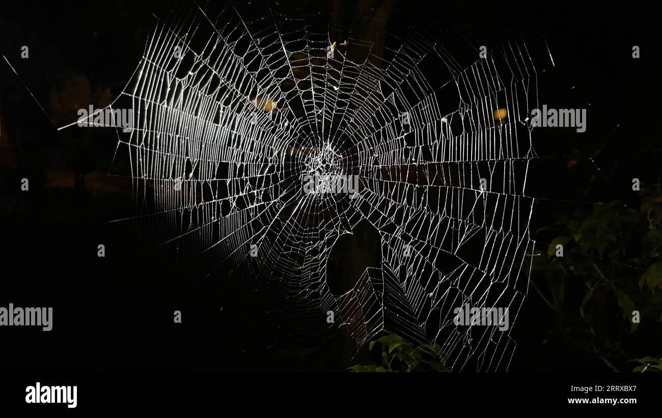 Subacquei dell'uloborus immagini e fotografie stock ad alta risoluzione ...