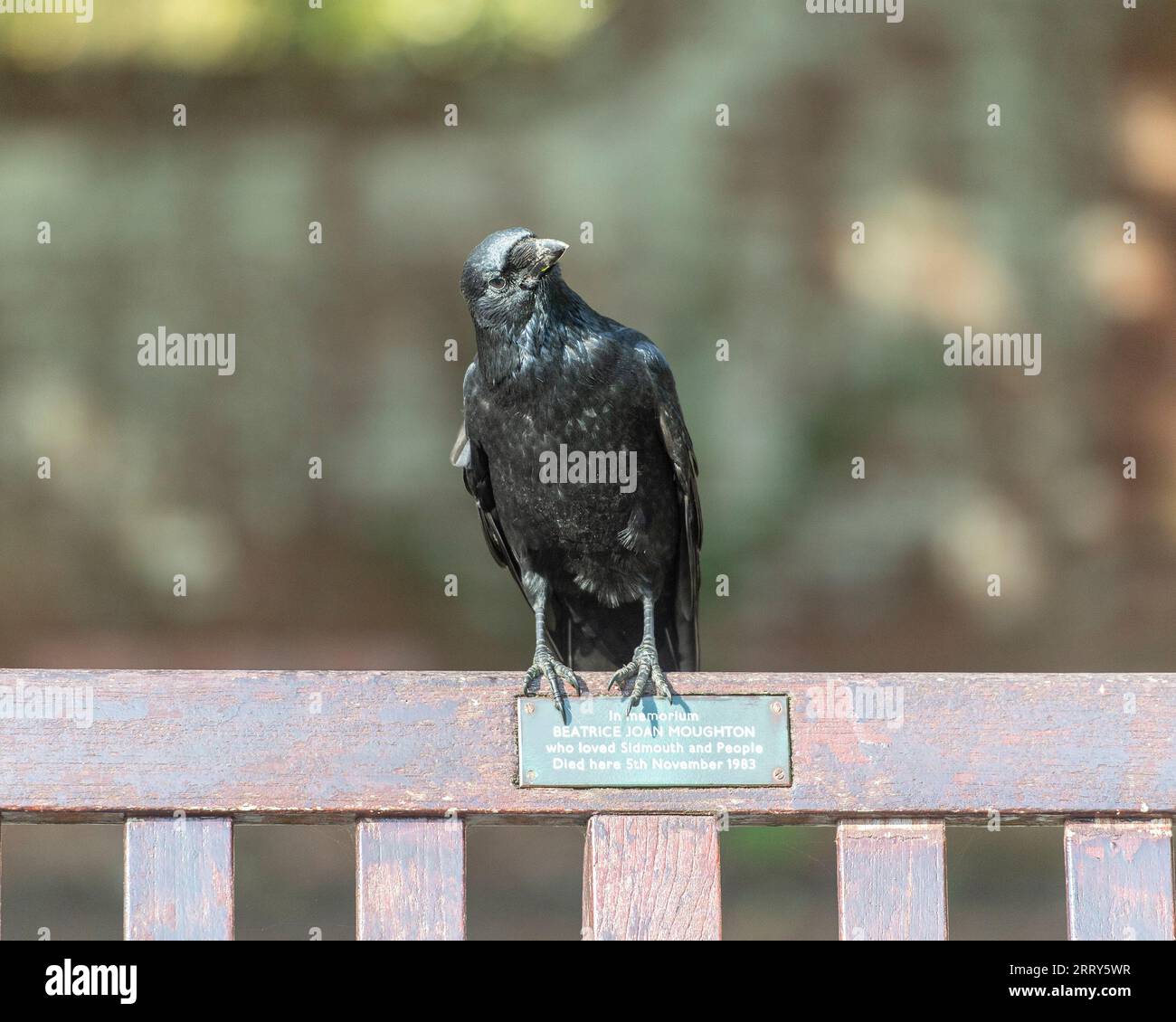 Corvo sul verde immagini e fotografie stock ad alta risoluzione - Alamy