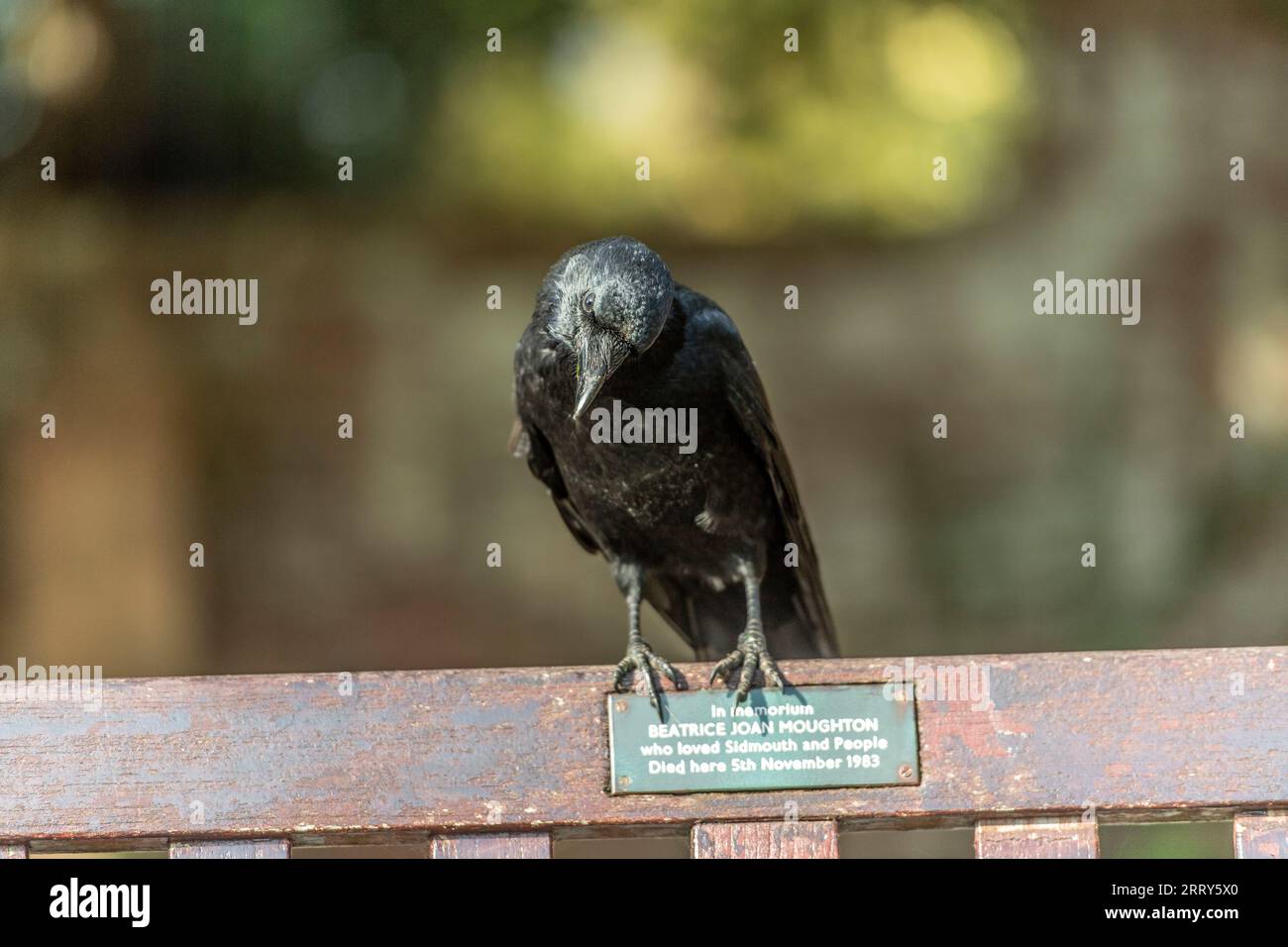 Corvo felice immagini e fotografie stock ad alta risoluzione - Alamy