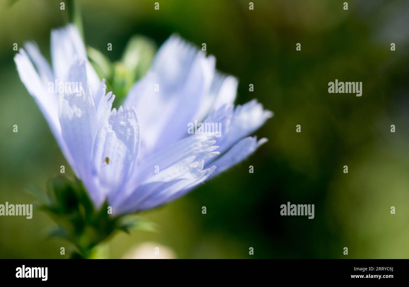 Illustrazione botanica di cichorium intybus immagini e fotografie stock ...