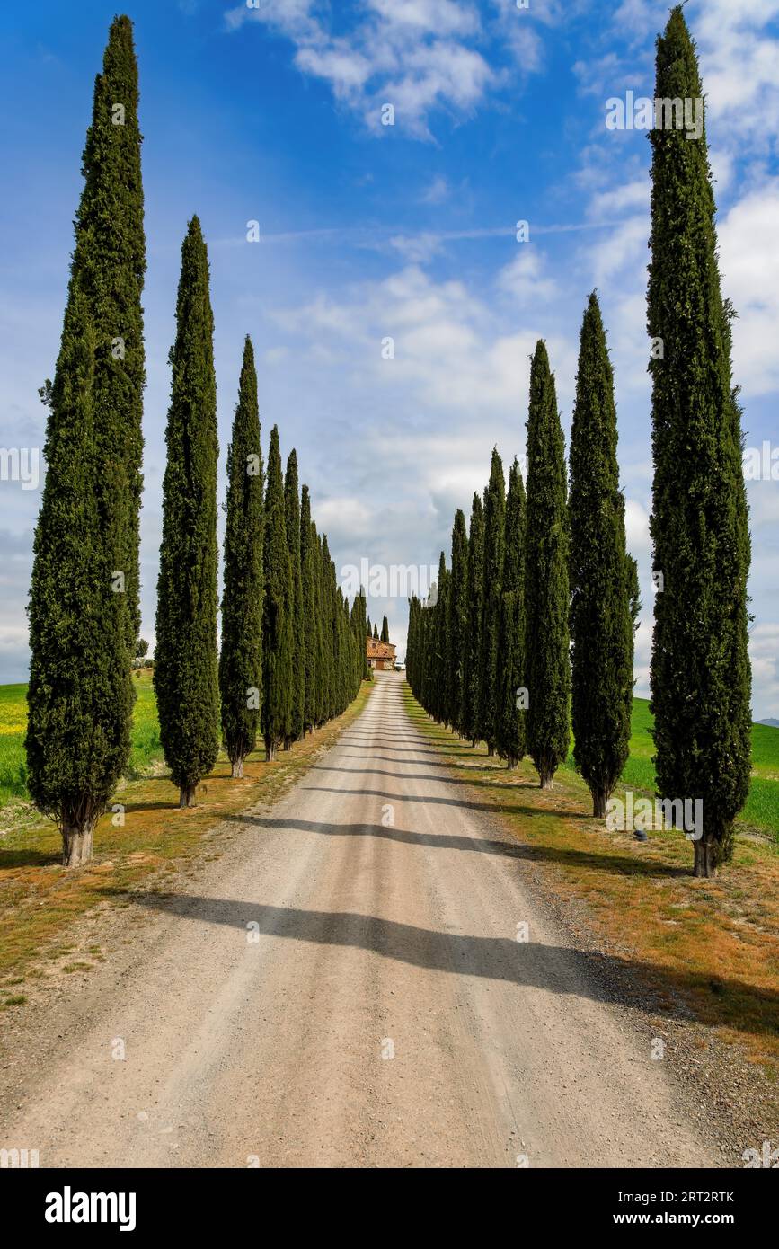 Strada alberata di cipressi in toscana immagini e fotografie stock ad ...