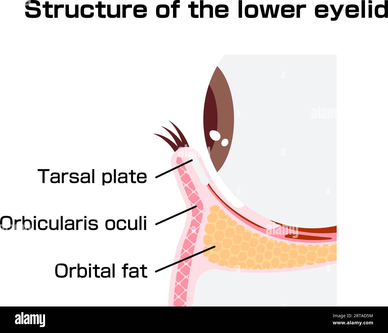 Lower eyelid Immagini Vettoriali Stock - Alamy