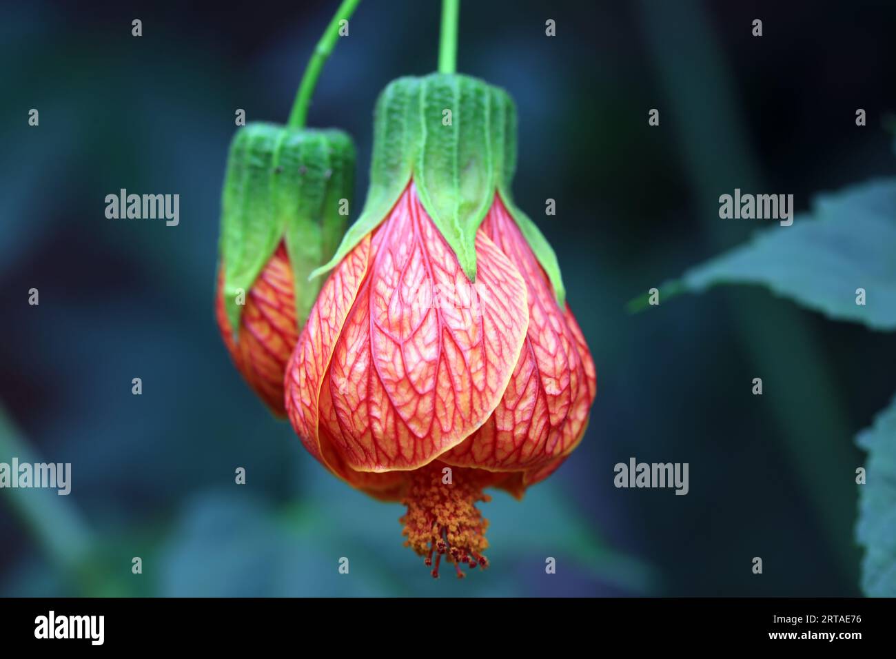 Abutilon a strisce immagini e fotografie stock ad alta risoluzione - Alamy