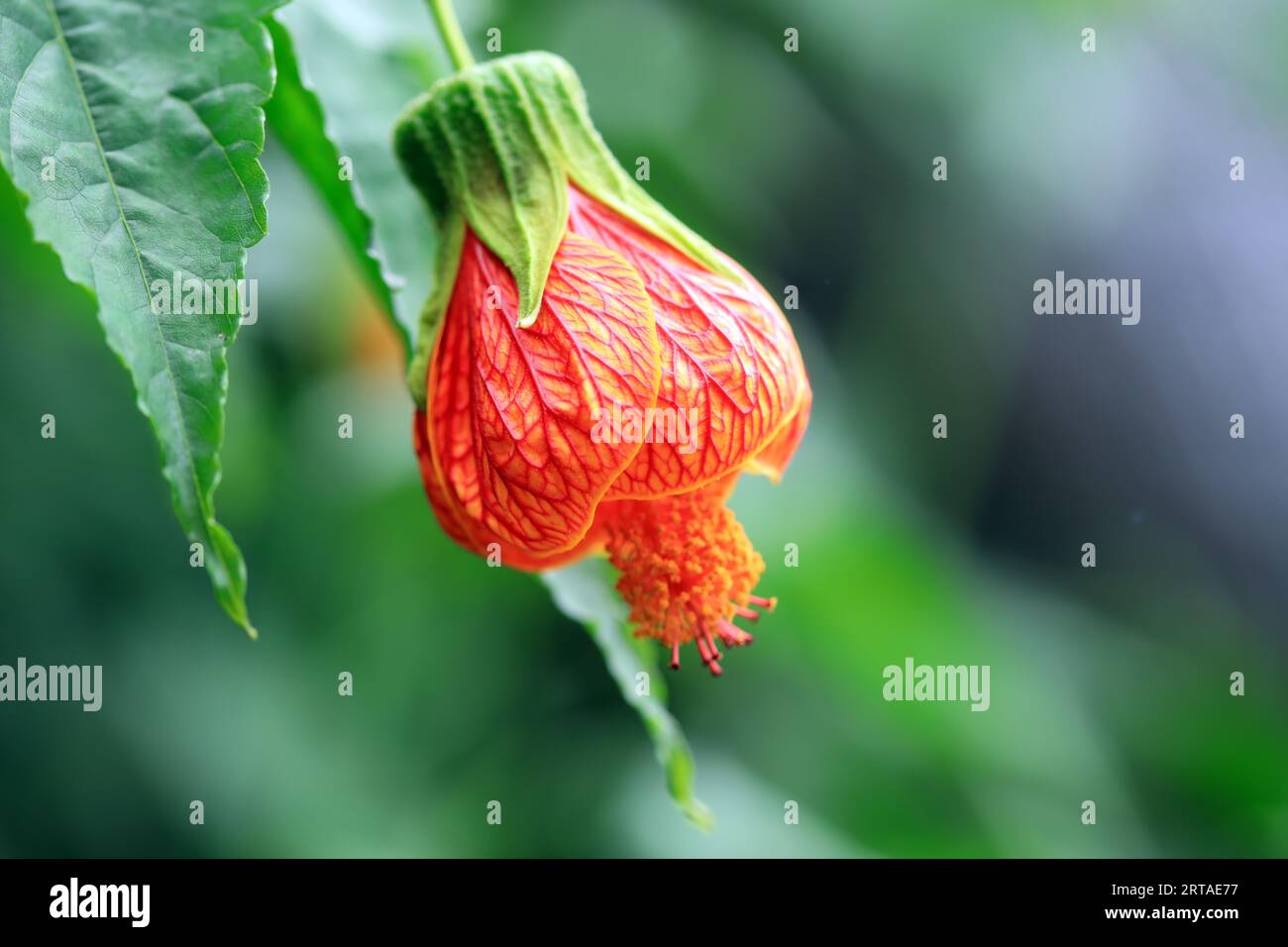 Abutilon a strisce immagini e fotografie stock ad alta risoluzione - Alamy