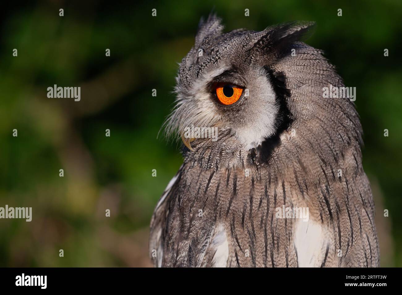 Profilo sinistro di uccello bianco immagini e fotografie stock ad alta ...