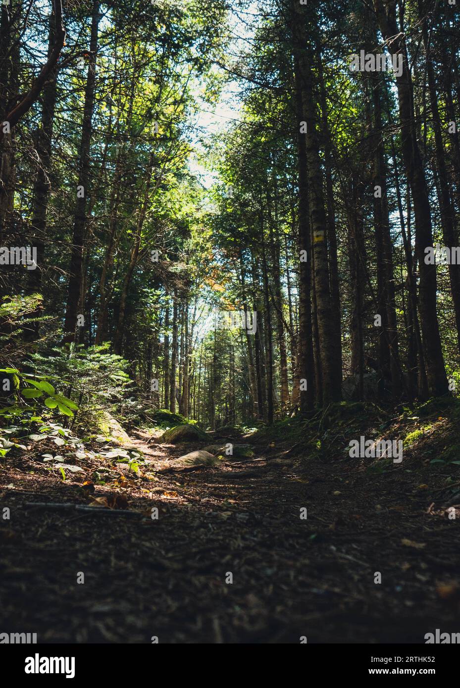 Un'immagine verticale di una strada sterrata panoramica che si snoda ...