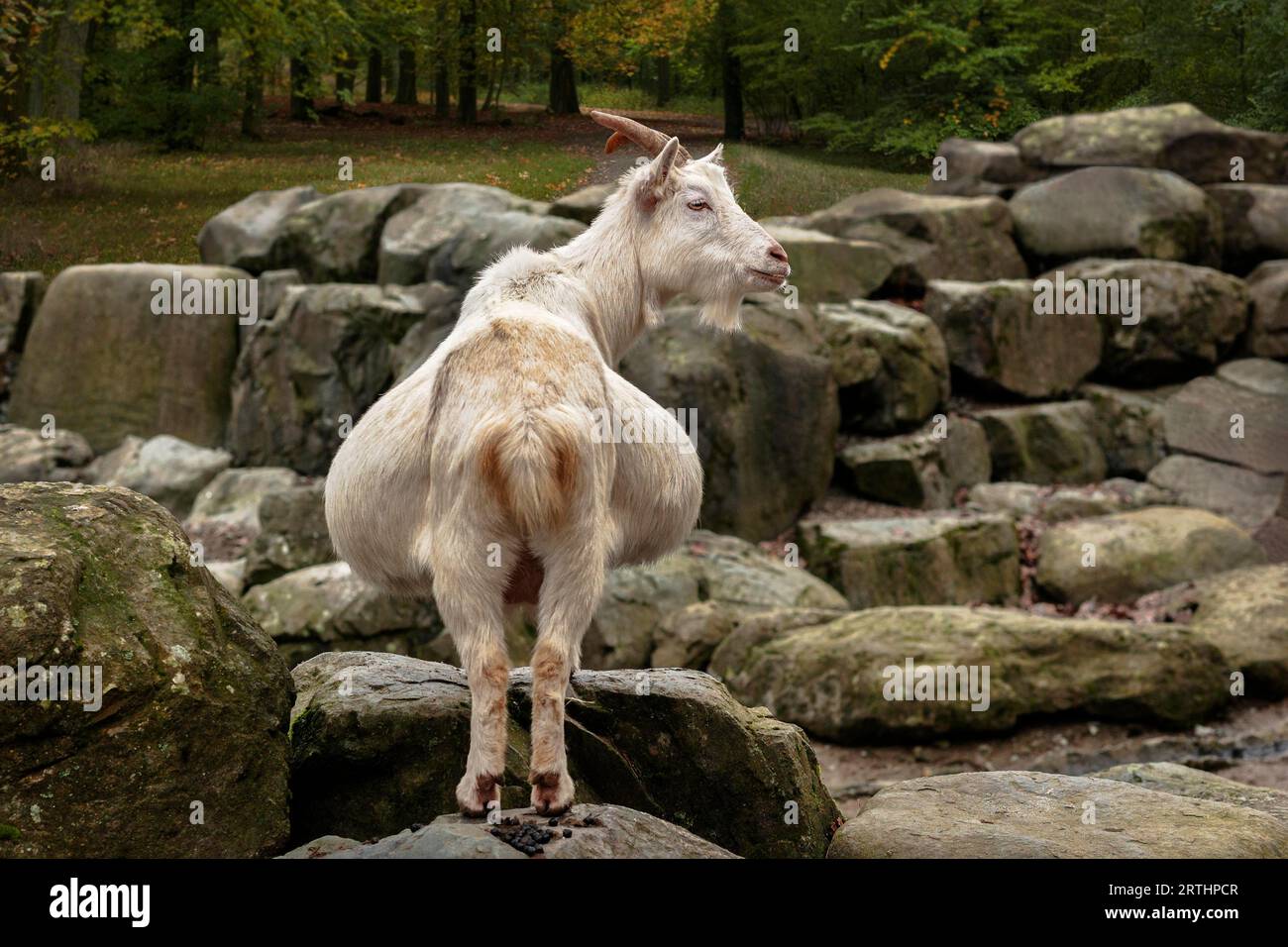 Capra incinta immagini e fotografie stock ad alta risoluzione - Alamy