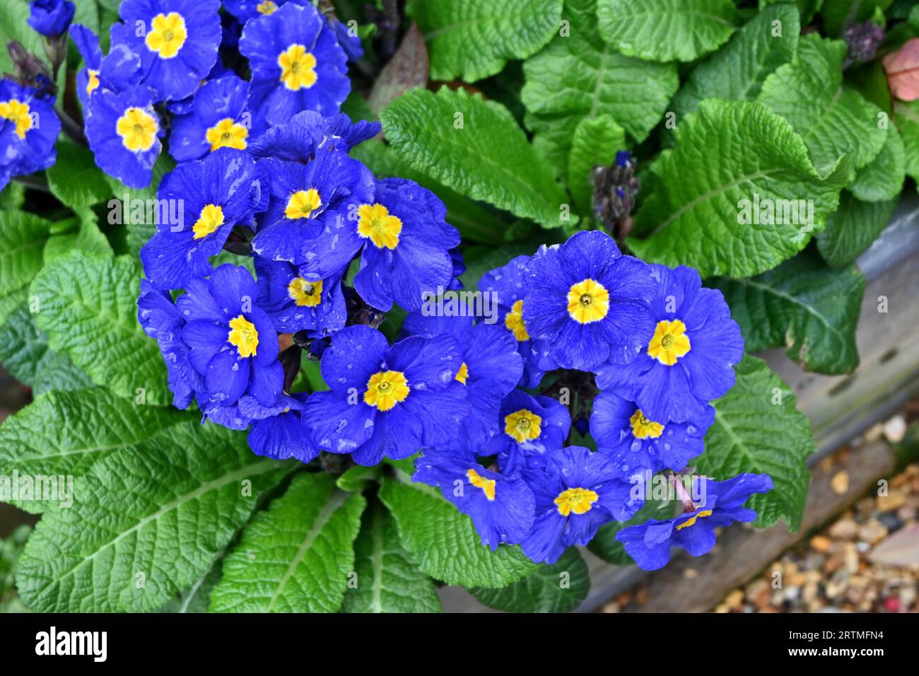 Primula blu e gialla immagini e fotografie stock ad alta risoluzione ...