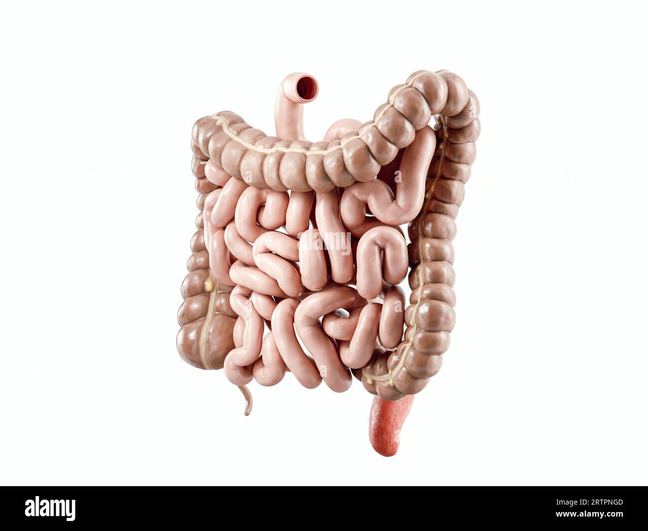 3d addome anatomico addominale immagini e fotografie stock ad alta ...