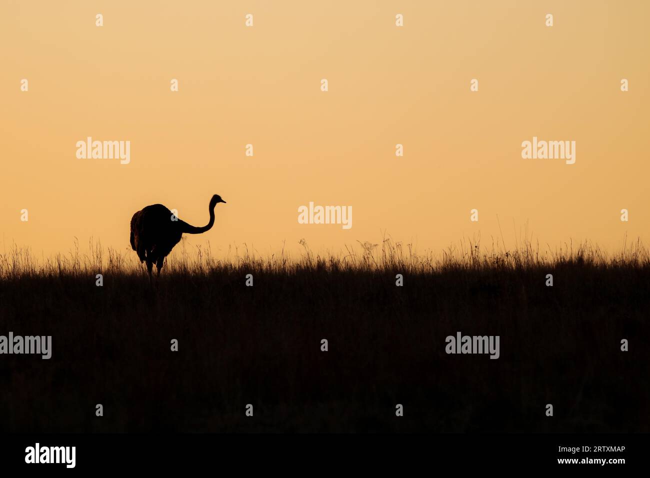 Sagoma aviaria al tramonto immagini e fotografie stock ad alta ...