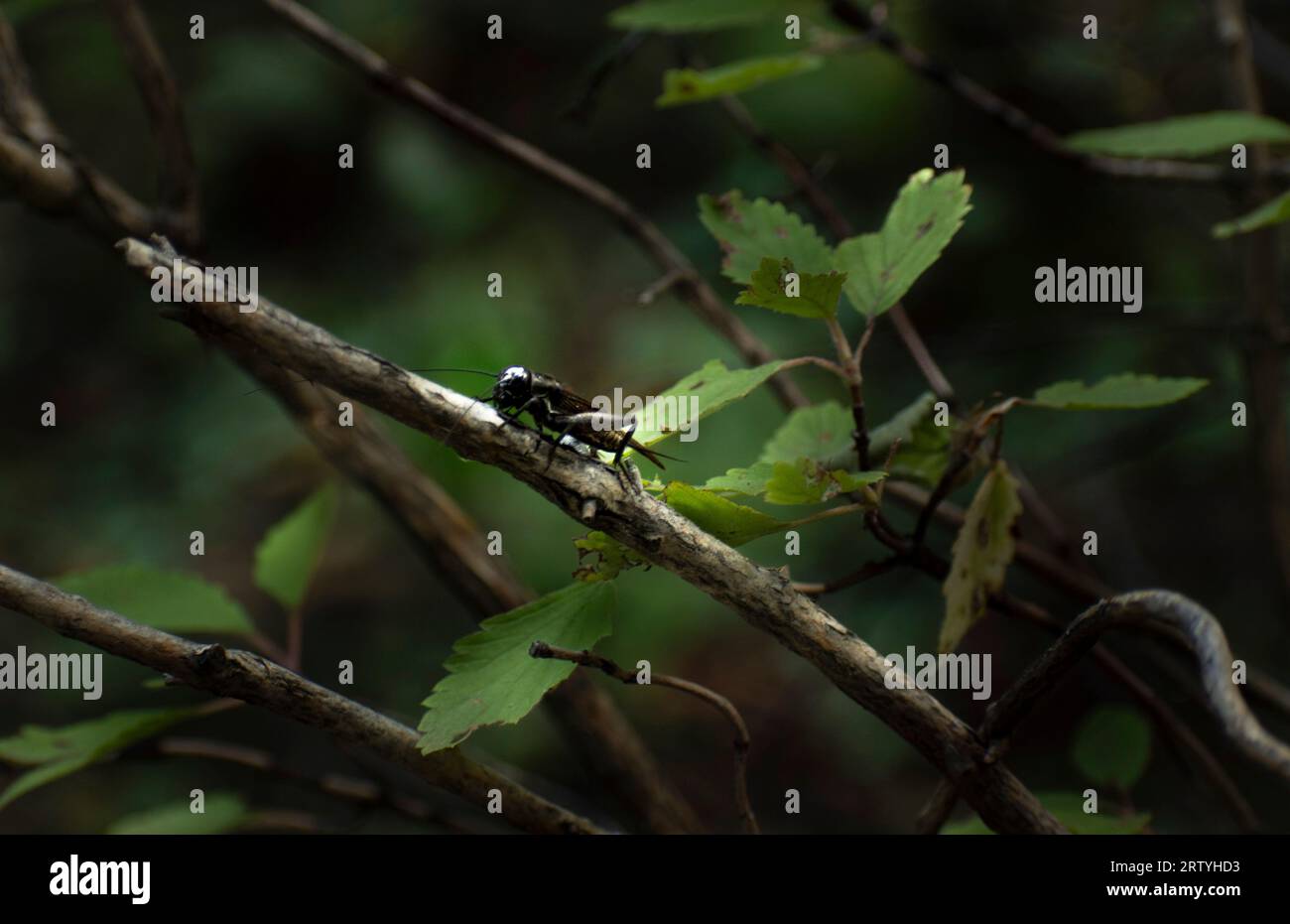 Fanatico degli insetti immagini e fotografie stock ad alta risoluzione ...