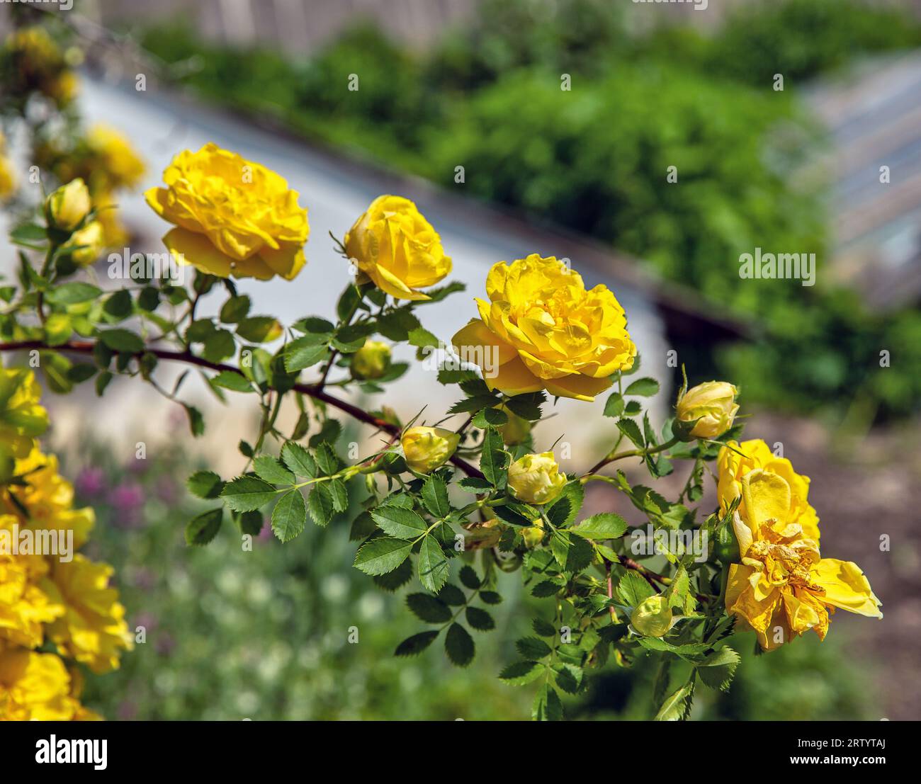 Cespuglio di rose gialle immagini e fotografie stock ad alta ...