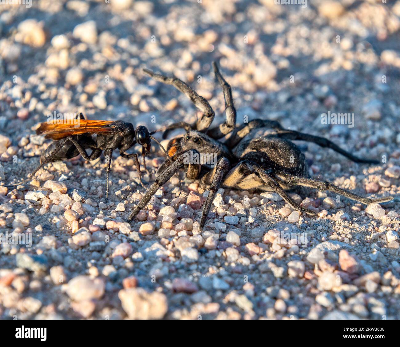 Lupo gigante immagini e fotografie stock ad alta risoluzione - Alamy