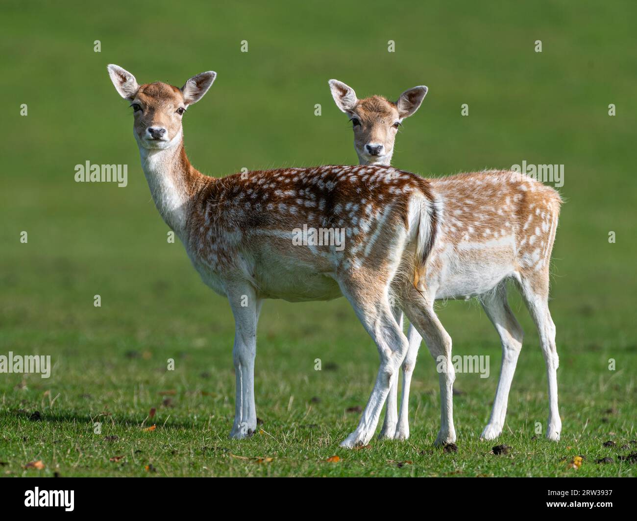 Vitello daino immagini e fotografie stock ad alta risoluzione - Alamy