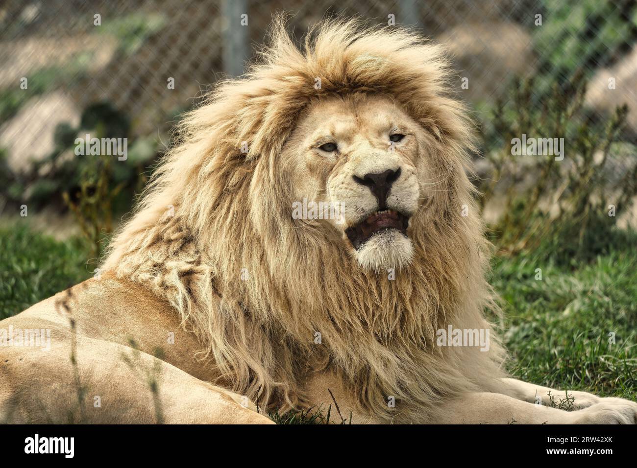 Santuario del leone immagini e fotografie stock ad alta risoluzione - Alamy