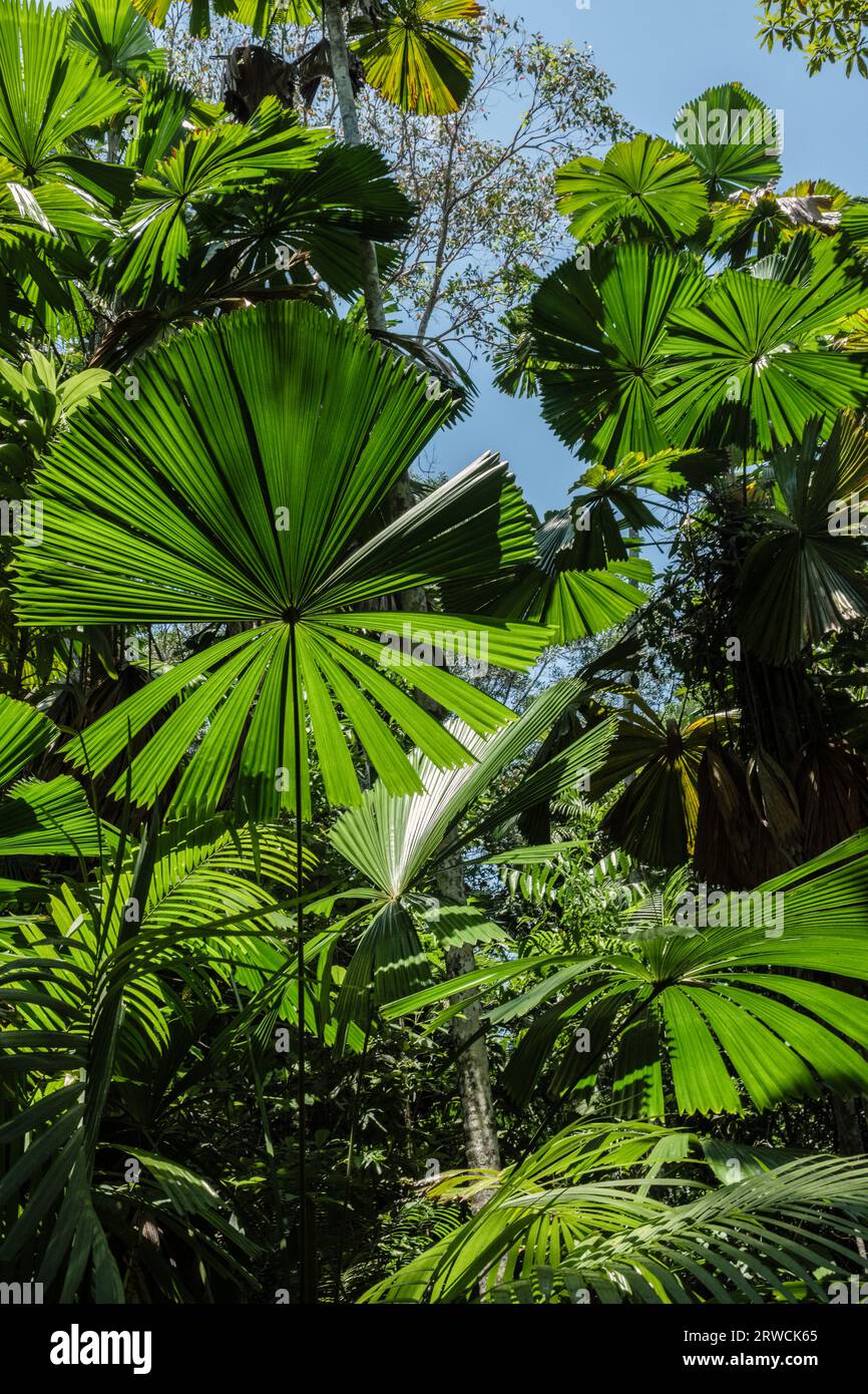 Australian fan palm licuala immagini e fotografie stock ad alta ...